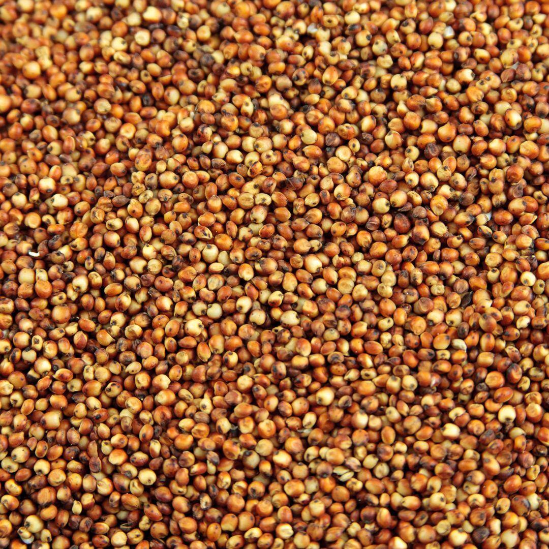 Whole Milo 50# – O'NEAL'S FARM AND GARDEN