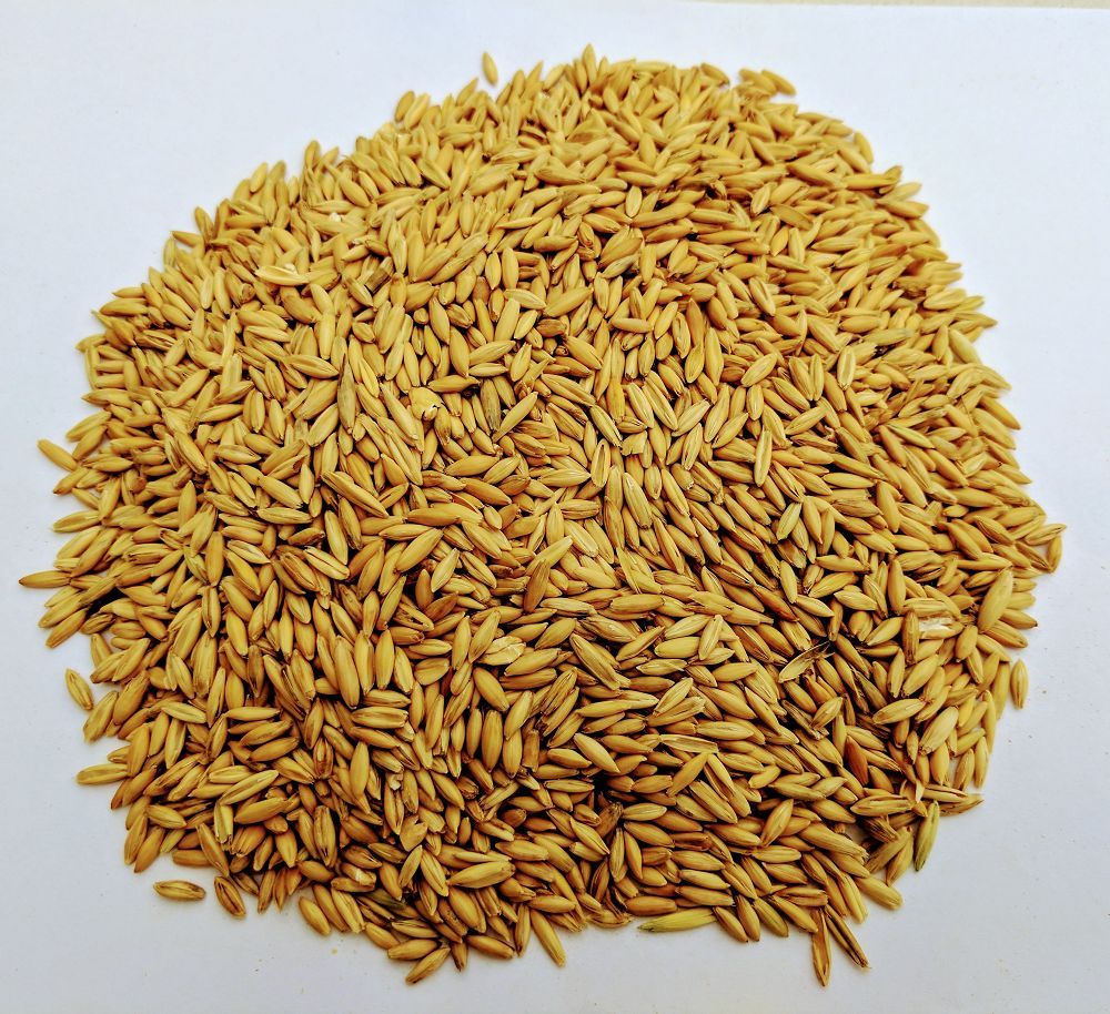 Cleaned Whole Oats 50# – O'NEAL'S FARM AND GARDEN